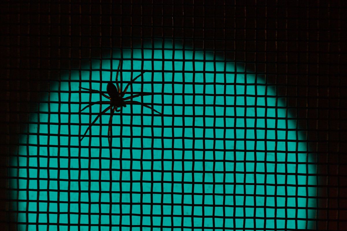 spider : green | GANREF