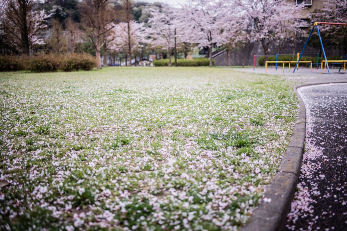 Pink & Green | GANREF