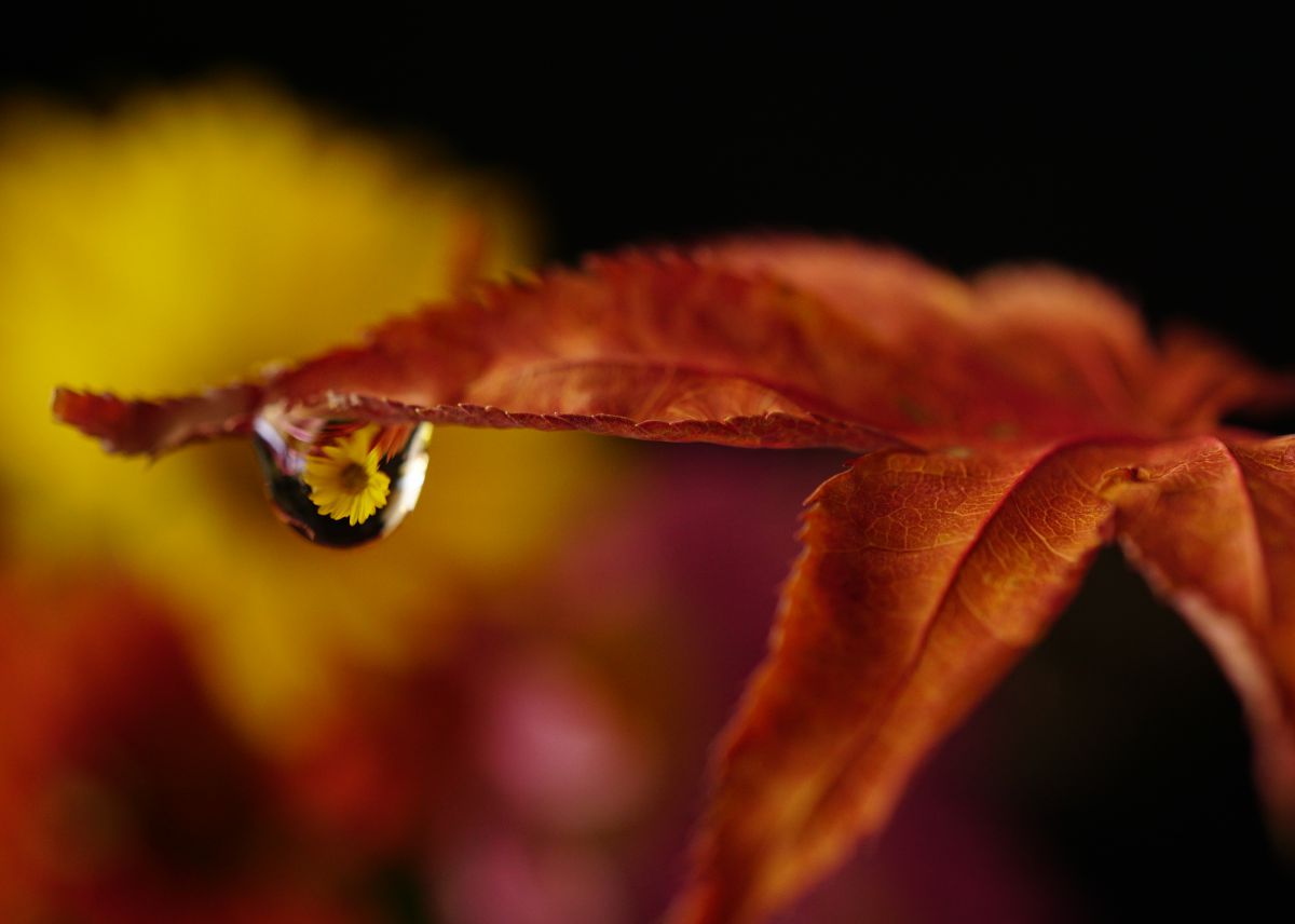 菊・もみじ | GANREF