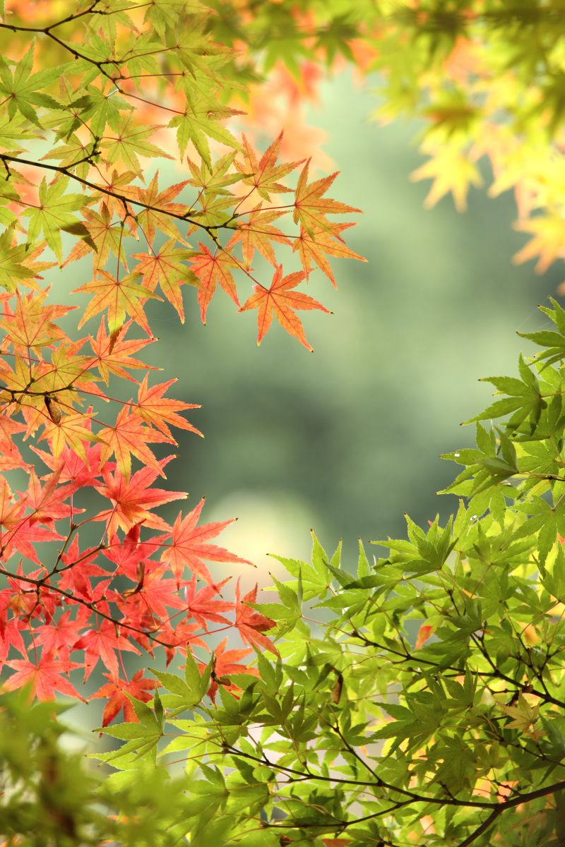 紅に変わるまで | GANREF