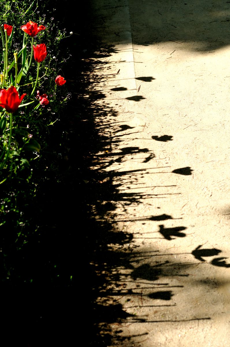 Light&Shadow#1 | GANREF