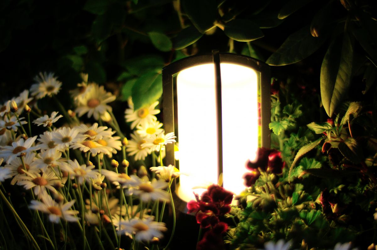 Lighting flower | GANREF