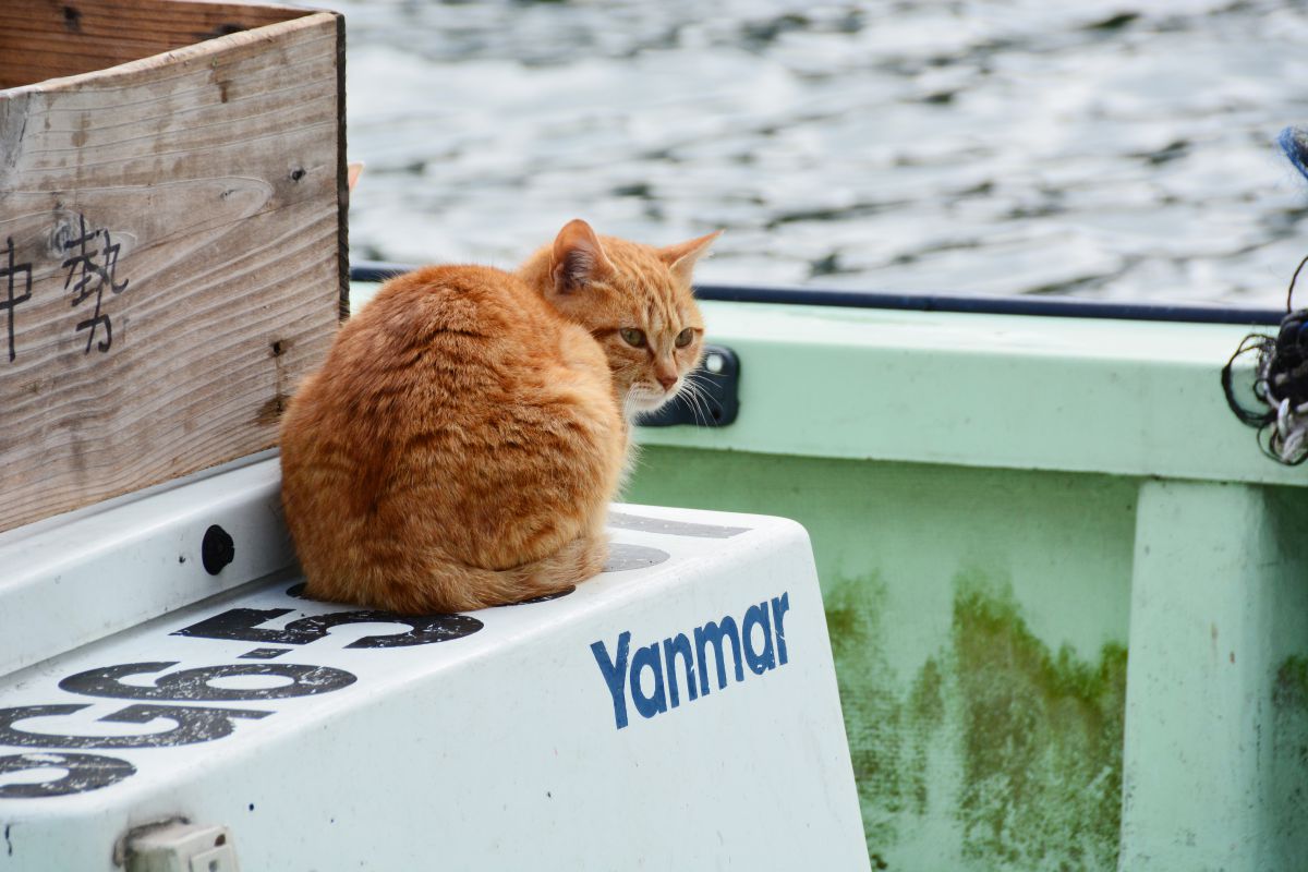 揺られて1 | GANREF