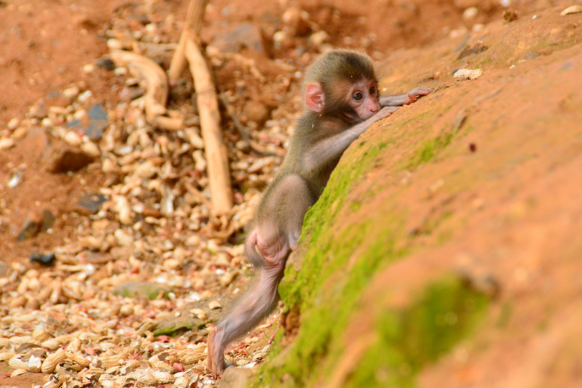 ガンバル | GANREF