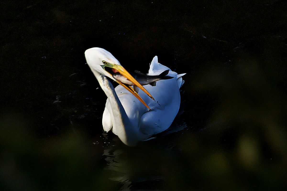 ダイサギ-23 | GANREF