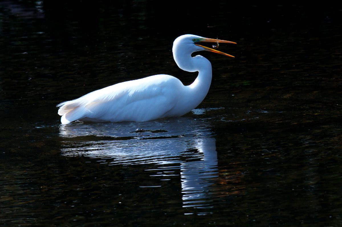 ダイサギ-37 | GANREF