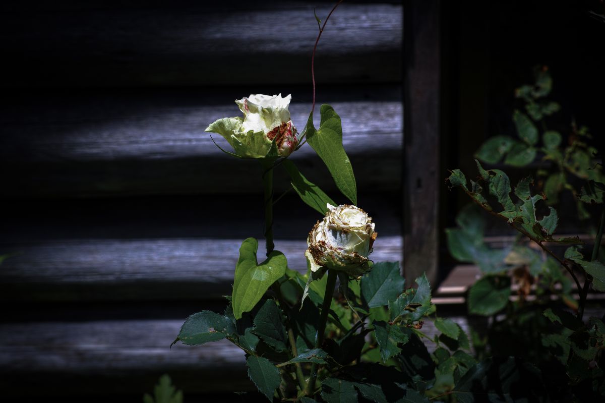 囚われの身 | GANREF