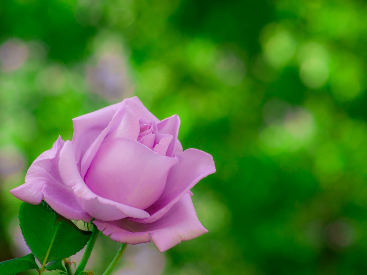 Wrapped in green | GANREF