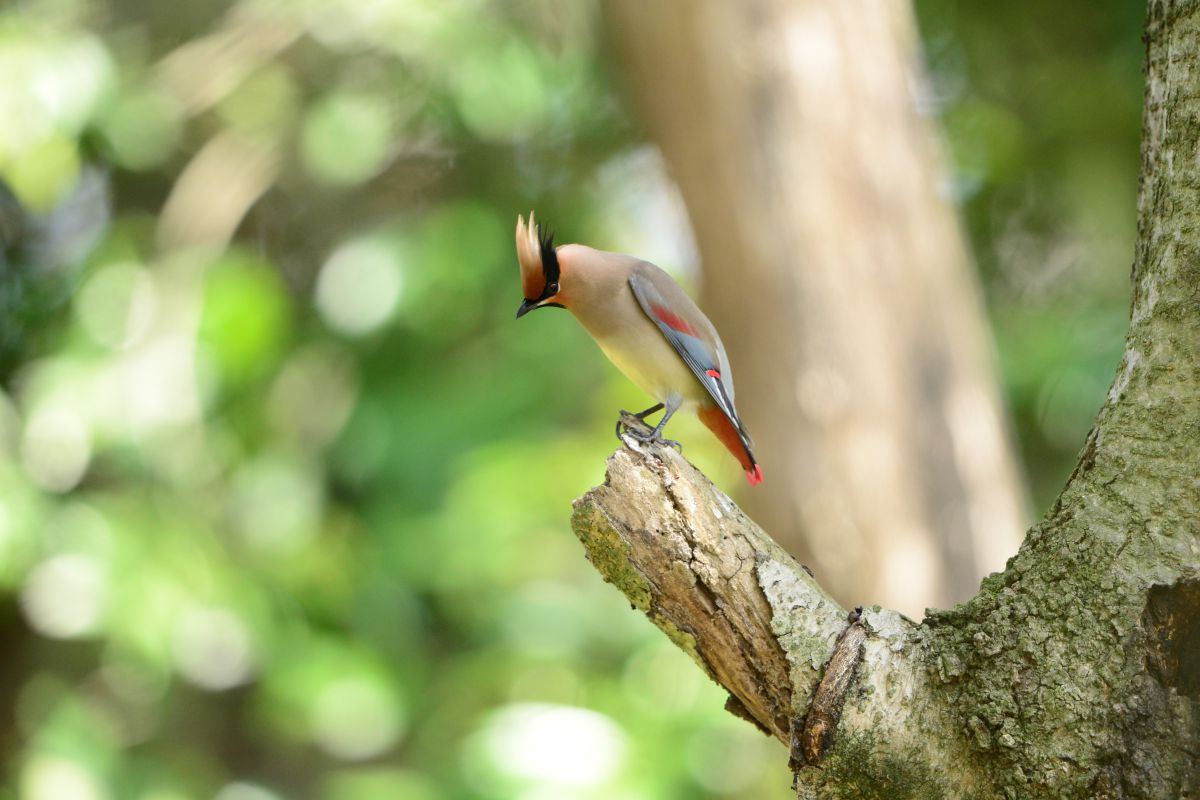 どの実が一番、美味しいかな・・・！！ | GANREF