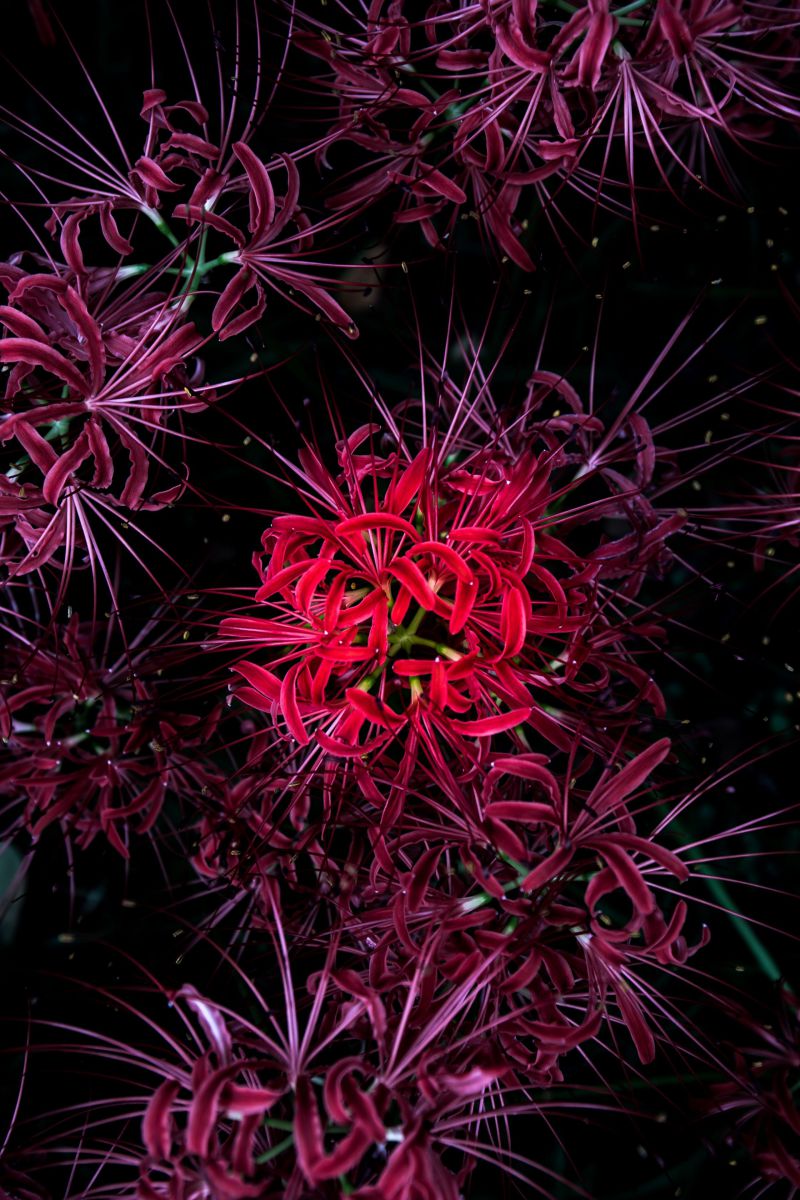 彼岸花047.jpg | GANREF