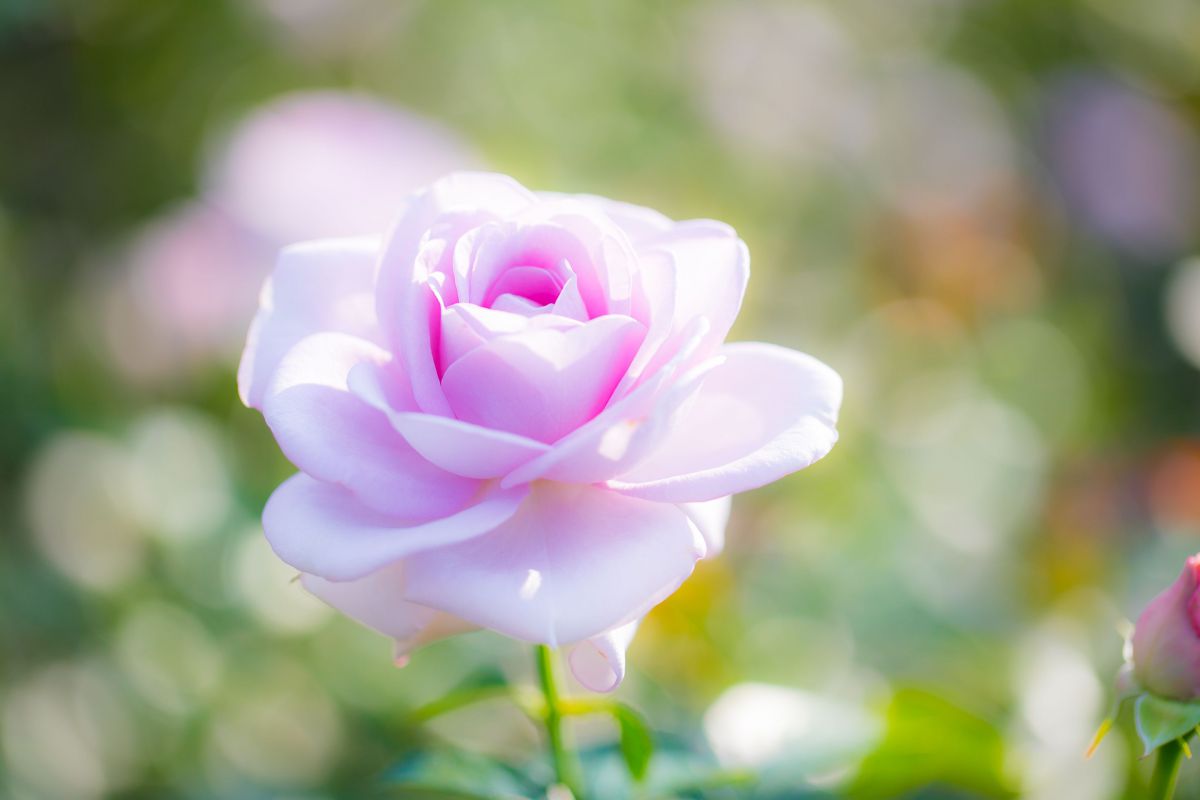 バラ004.jpg | GANREF