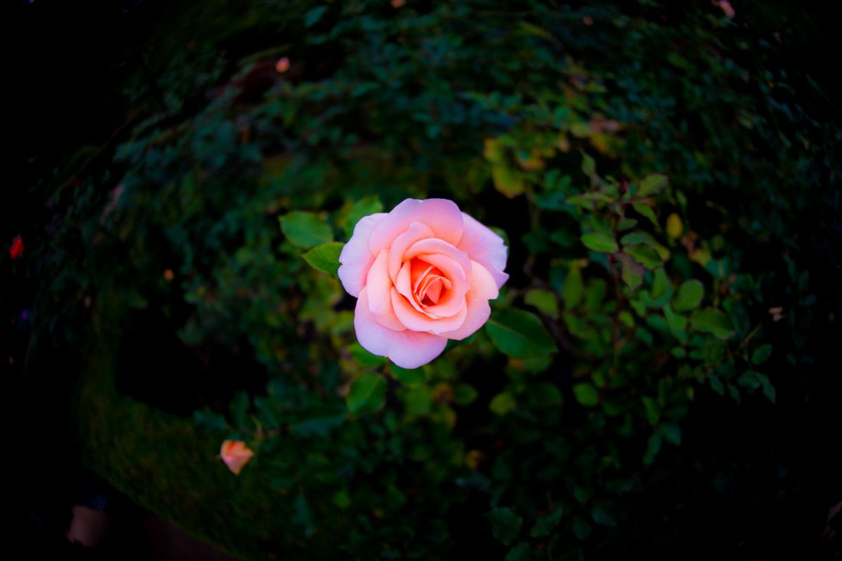 園バラ026.jpg | GANREF