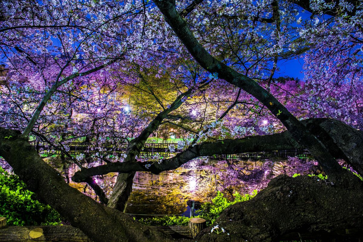 夜桜021.jpg | GANREF