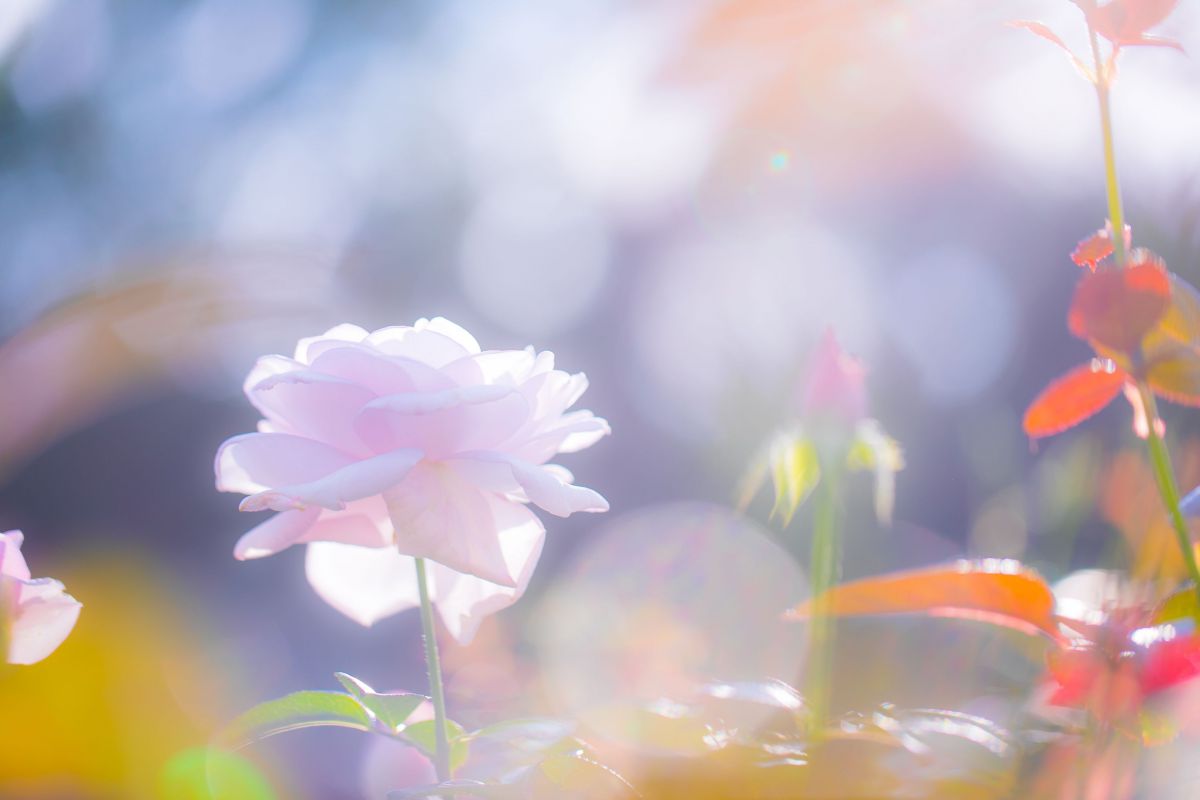 バラ005.jpg | GANREF