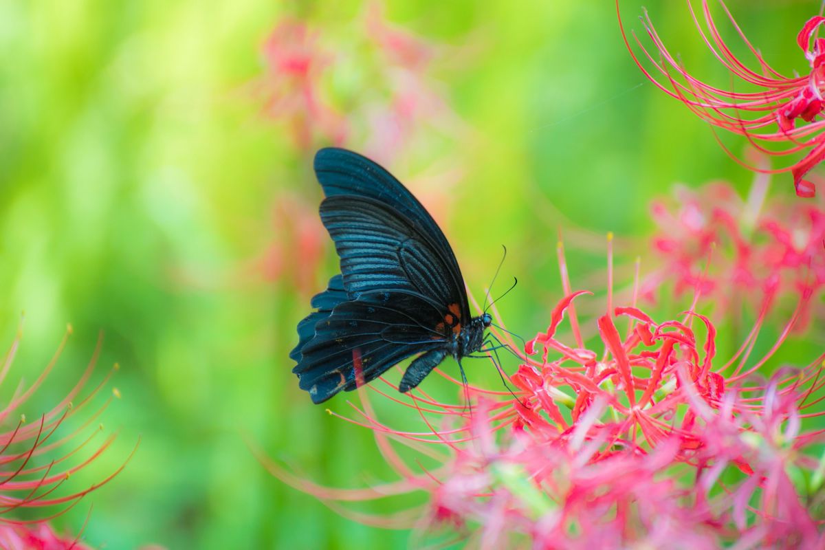 彼岸花019.jpg | GANREF