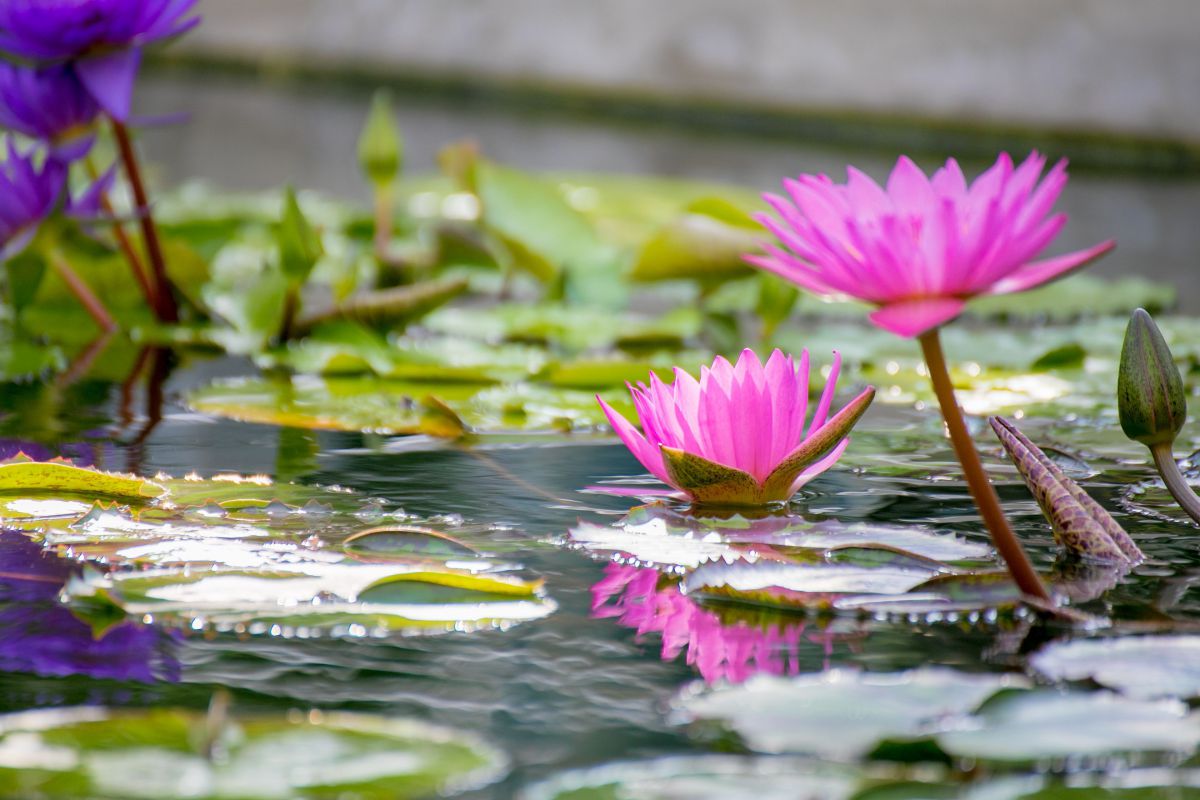 温室029.jpg | GANREF