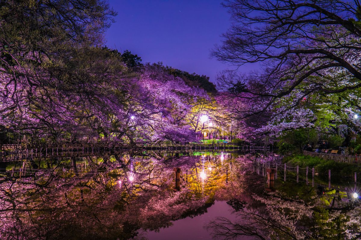 夜桜024.jpg | GANREF