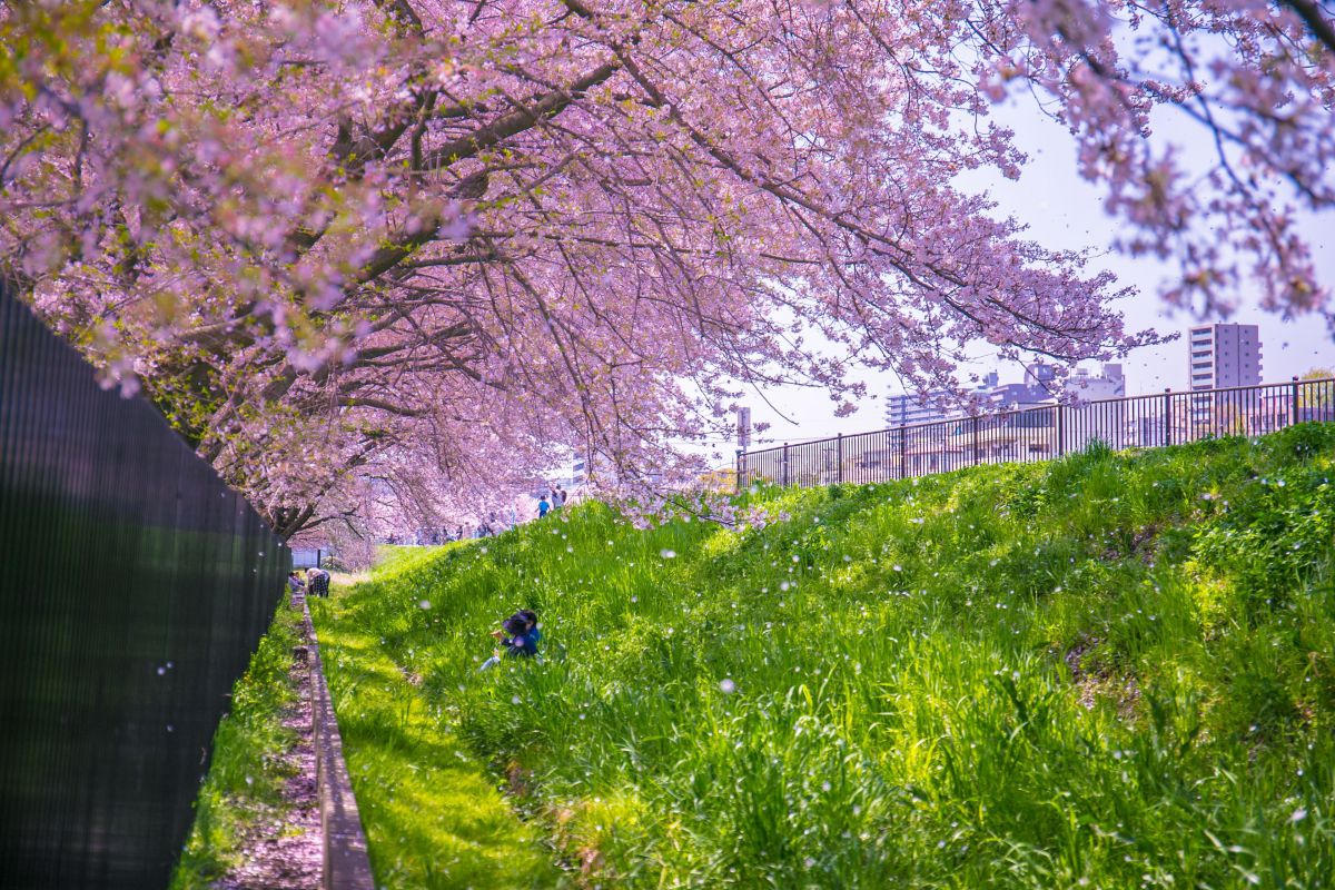 桜まつり020.jpg | GANREF