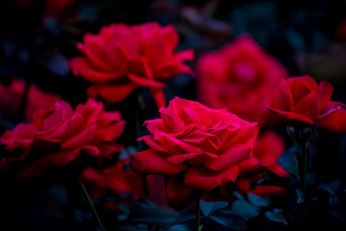 公園バラ015.jpg | GANREF