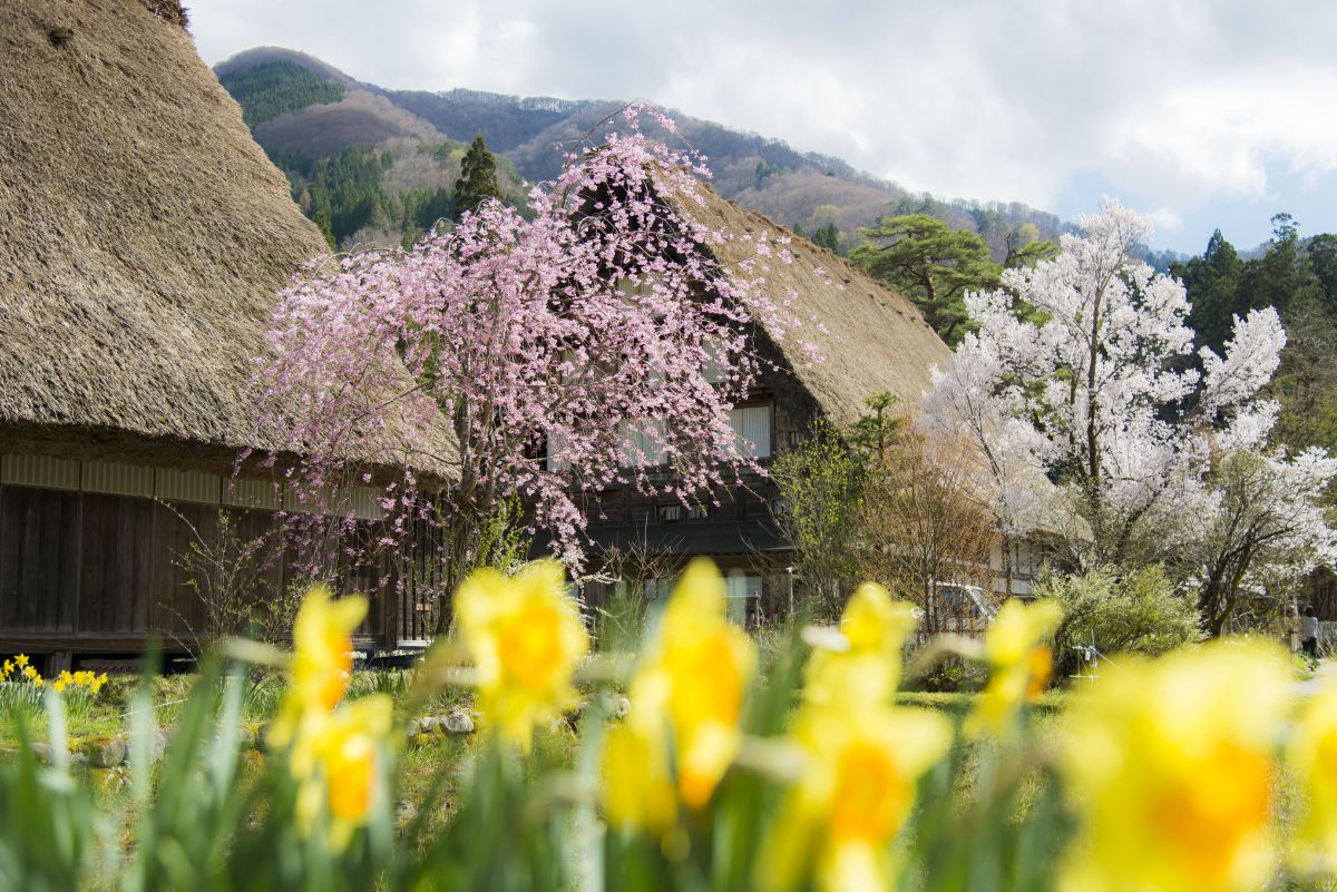 里山桜 2016_2 | GANREF