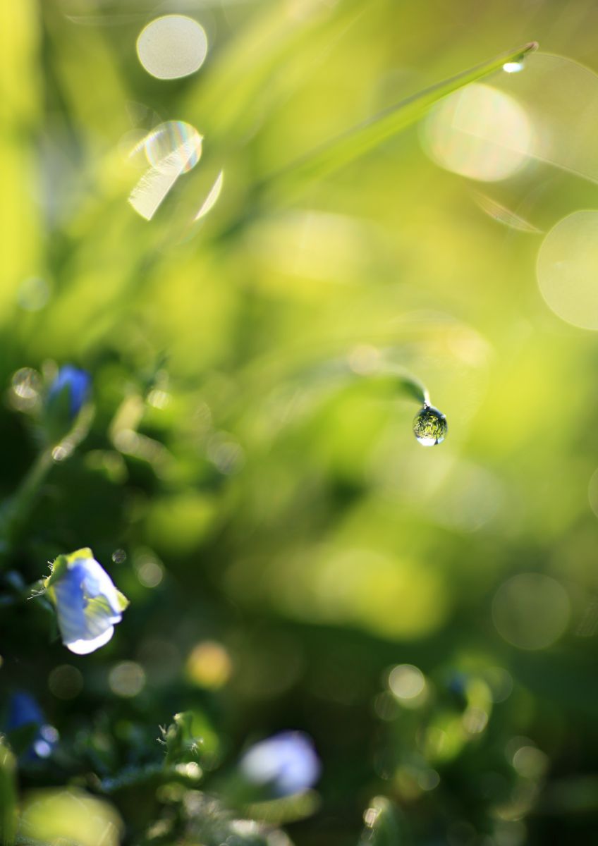 朝露に秘められた風景 | GANREF