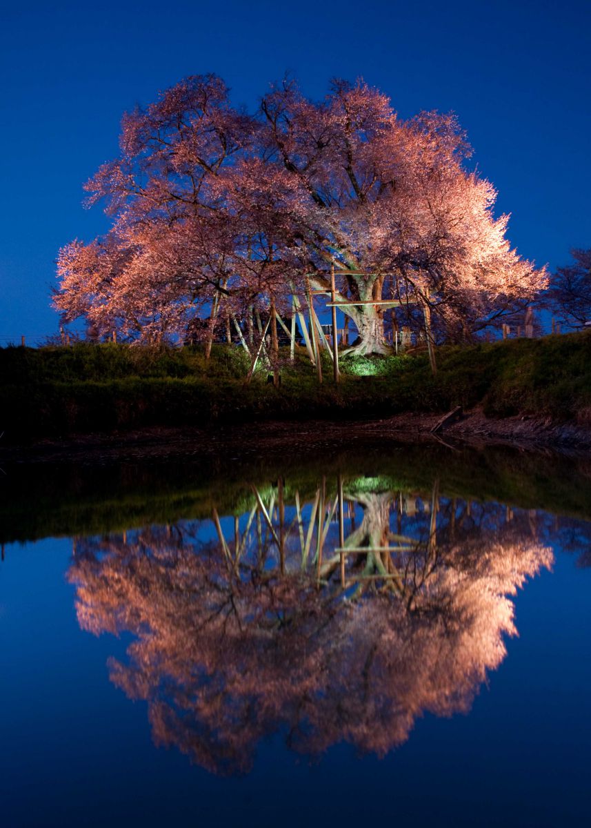 久留米浅井の桜2011 | GANREF