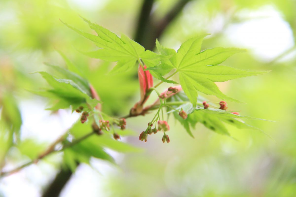 モミジの花 | GANREF