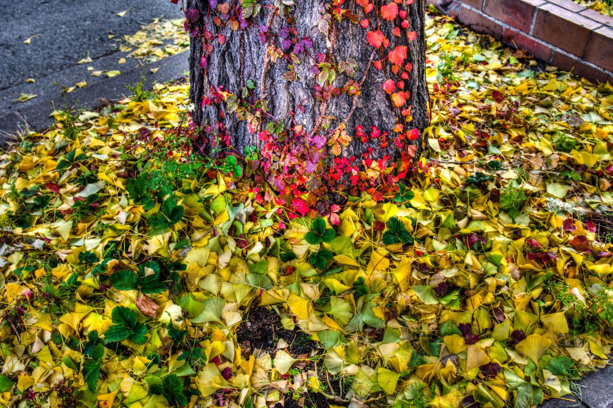 晩秋の色 | GANREF