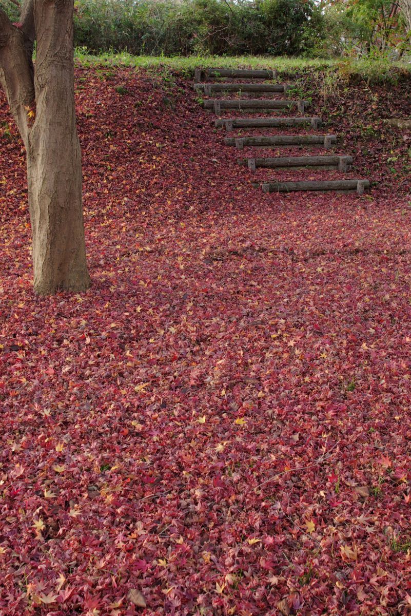 MOMIJI-carpet | GANREF