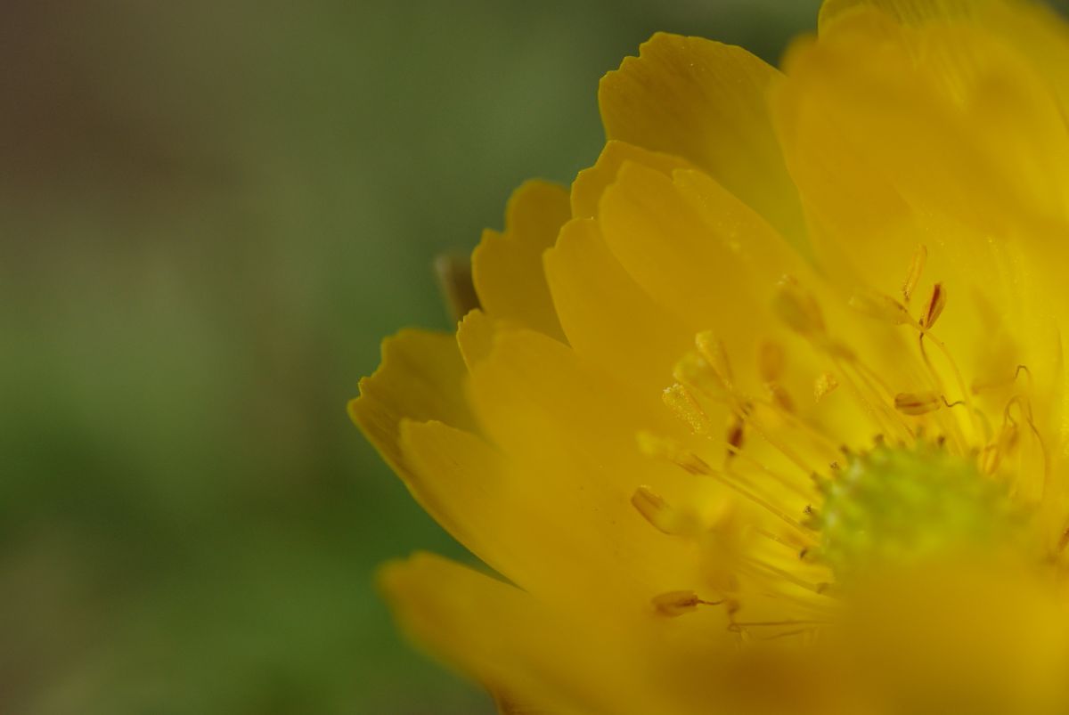 やさしい黄色 | GANREF