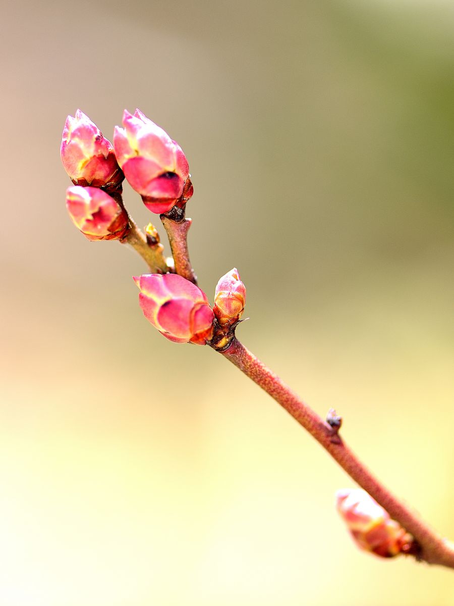 Spring has come! 08 | GANREF