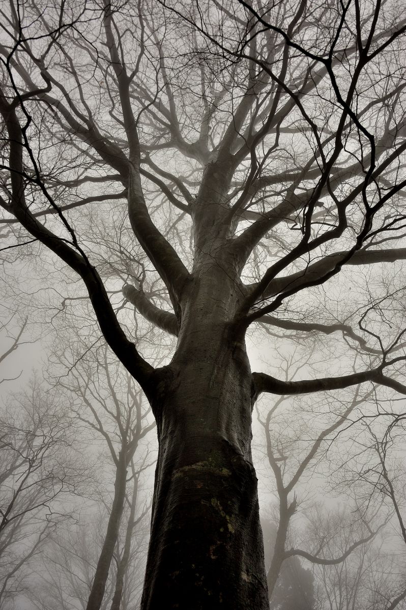 幻想の森 010 | GANREF