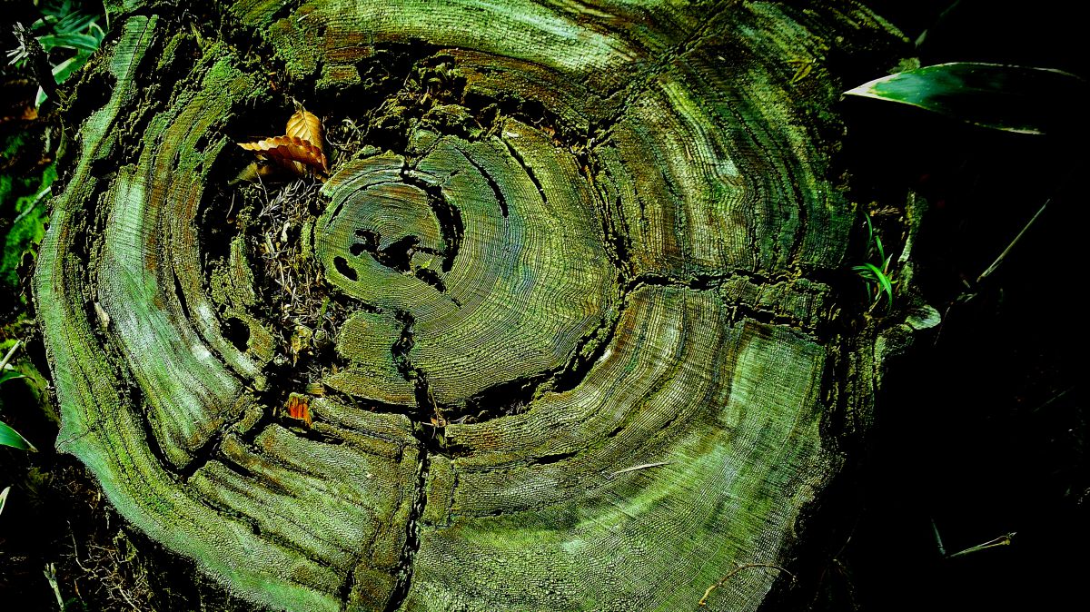 Tree rings | GANREF