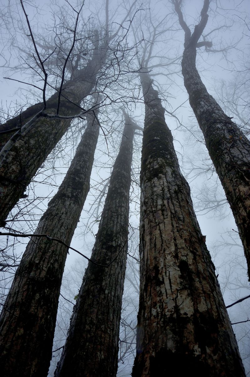 幻想の森 012 | GANREF