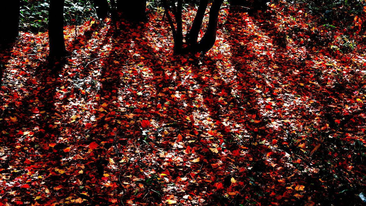 Red Carpet 06 | GANREF