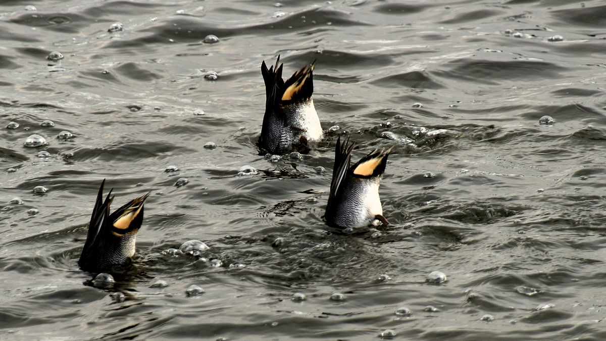 Synchronized swimming | GANREF