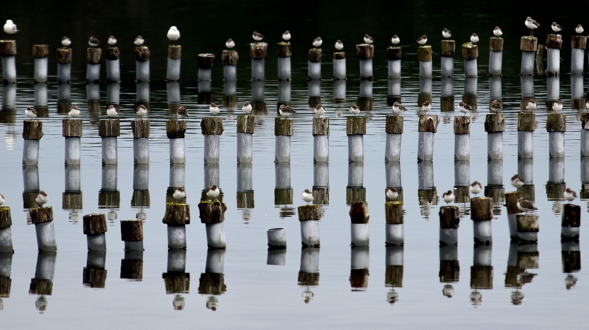 Healing Zone | GANREF