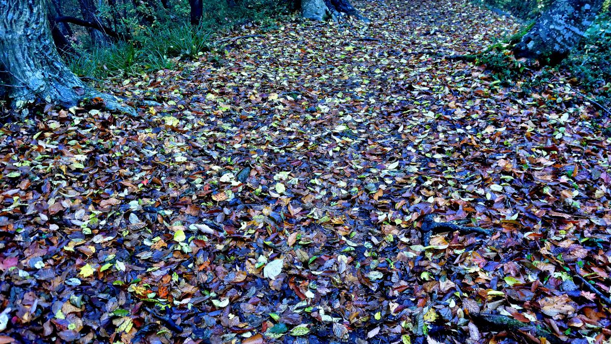 Red Carpet 07 | GANREF