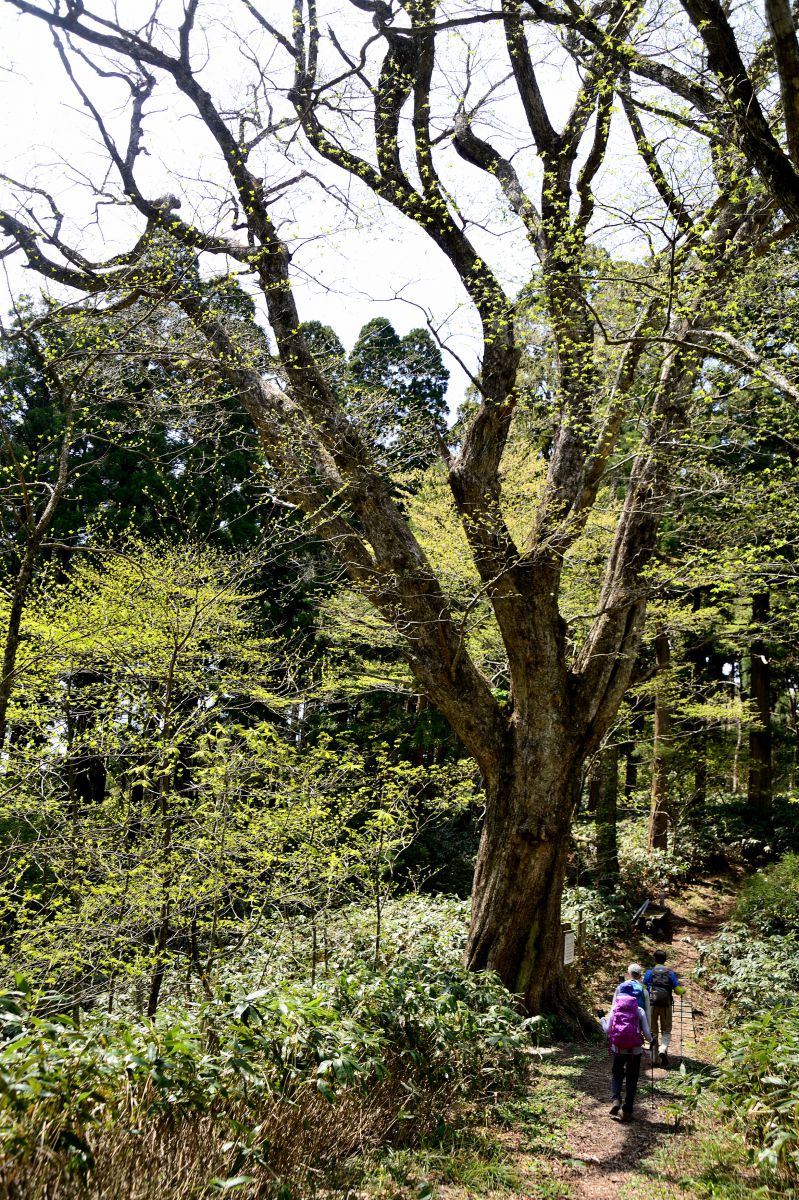 First of May | GANREF