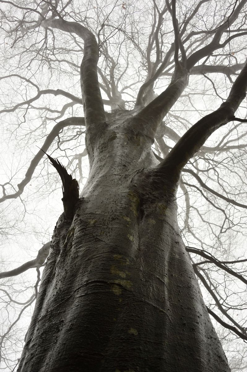 幻想の森 014 | GANREF