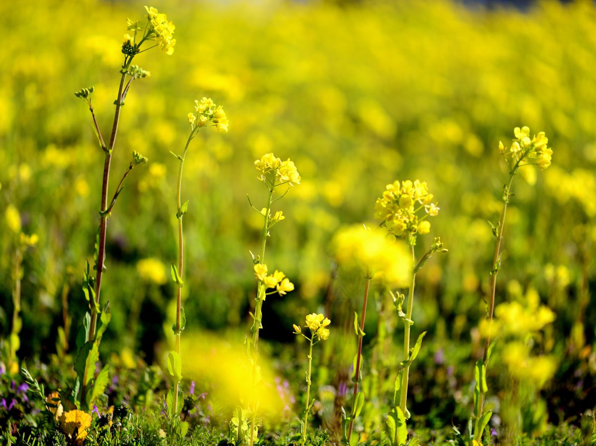 Spring has come! 10 | GANREF