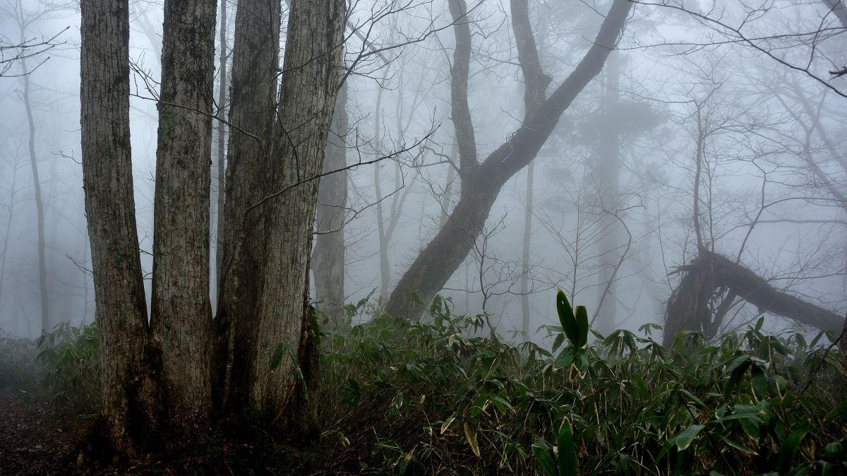 幻想の森 015 | GANREF