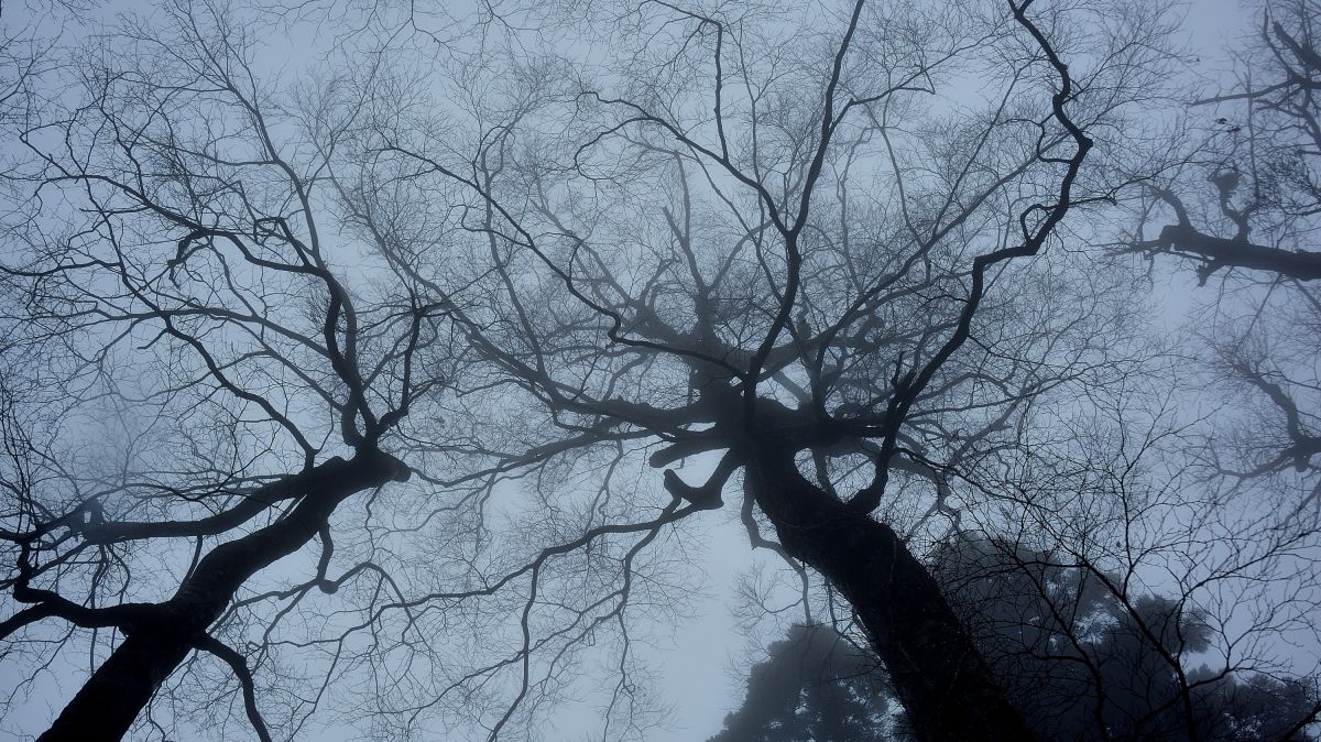 幻想の森 013 | GANREF