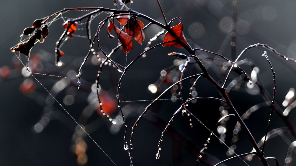 寒い朝 006 | GANREF