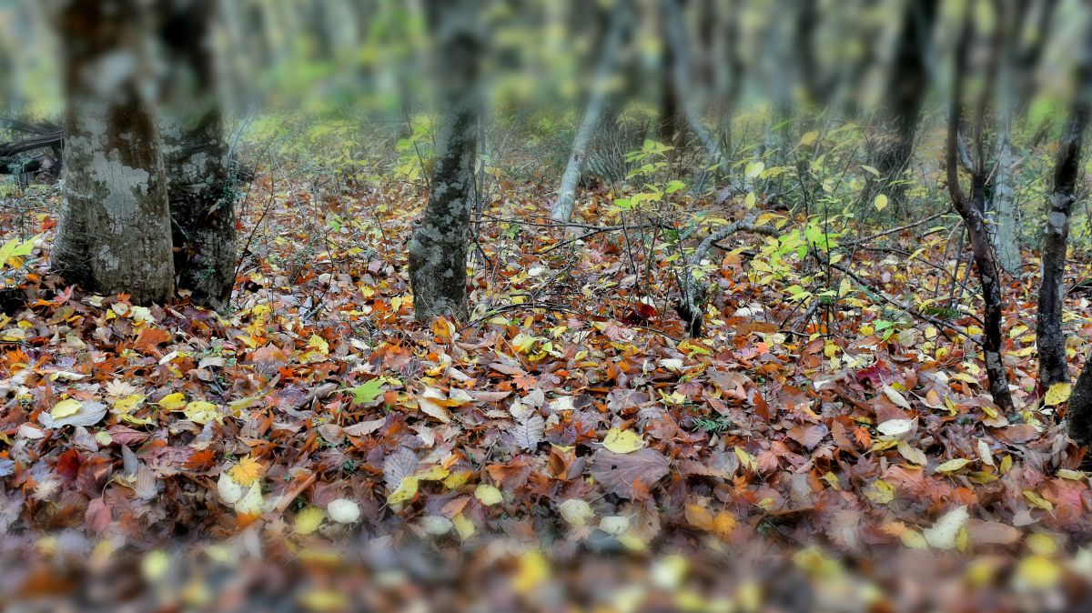 Red Carpet 04 | GANREF