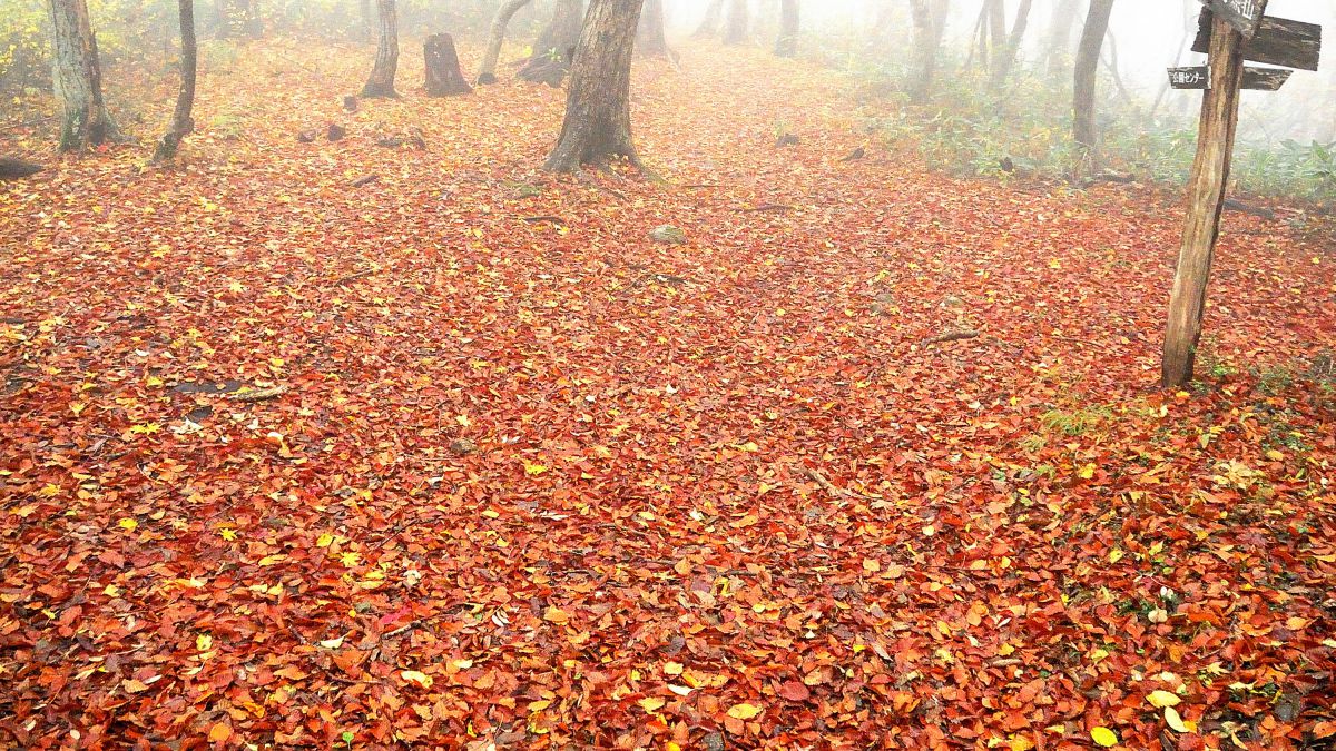 Red Carpet 03 | GANREF