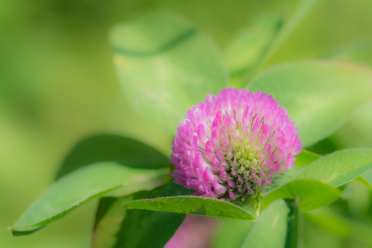 Purple Dome | GANREF