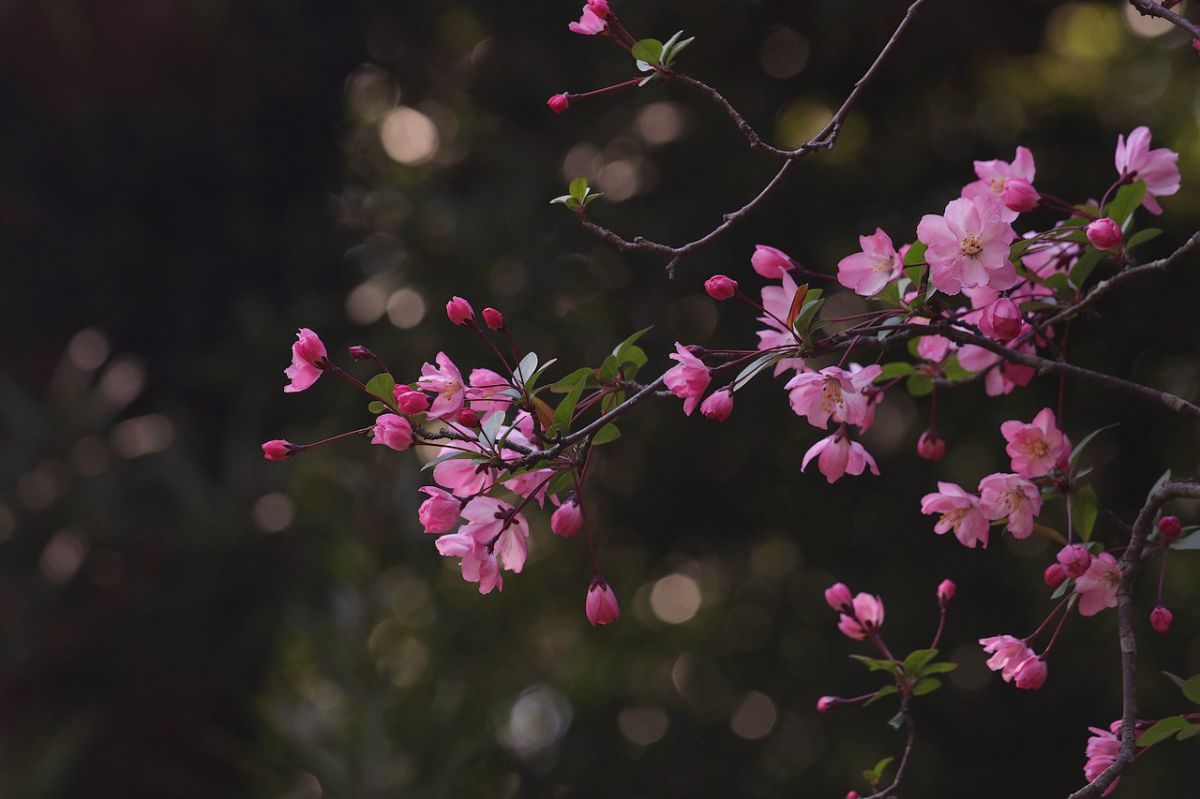 樹齢350年の・・・ | GANREF