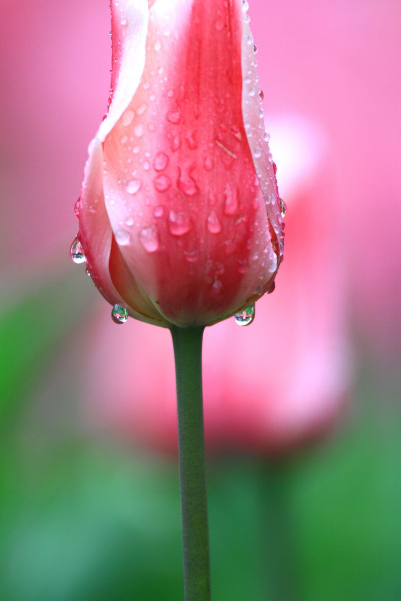 イヤリング | GANREF