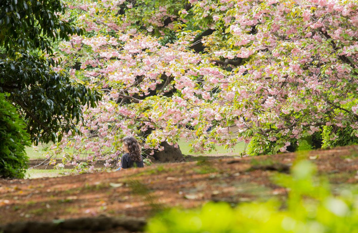 Beautiful JAPAN | GANREF